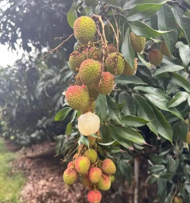 The lychees are ripe, waiting for you to pick them - iNEWS