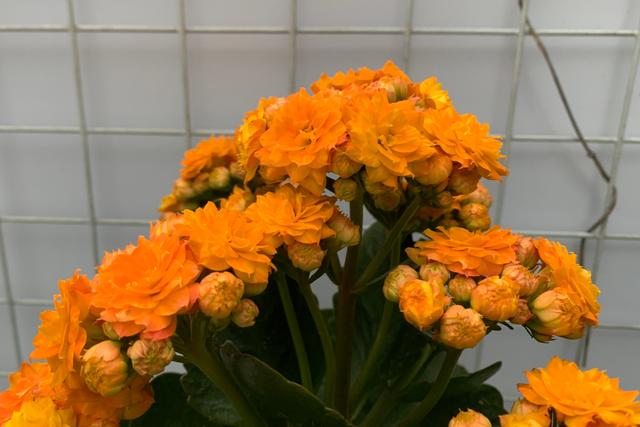 "Simba" longevity flower, yellow series, double-flowered rose-leaf ...