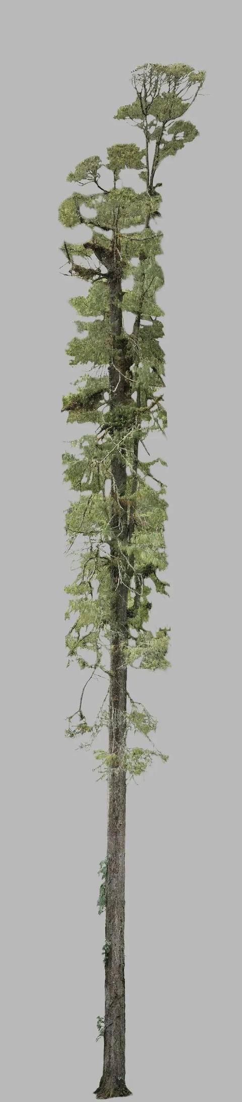 76.8 meters! Discover the tallest tree in mainland China! Why can't big ...