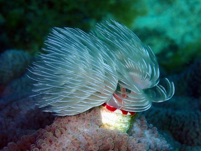 Sea Creatures 269: The Ornate Tube Worm - iNEWS