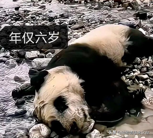 Who is the most injured when a giant panda dies in the wild? - iNEWS