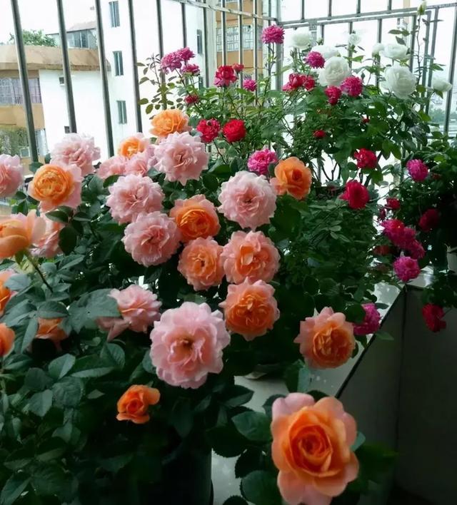 How to cut roses in autumn?According to these 4 steps, 1 tree becomes ...