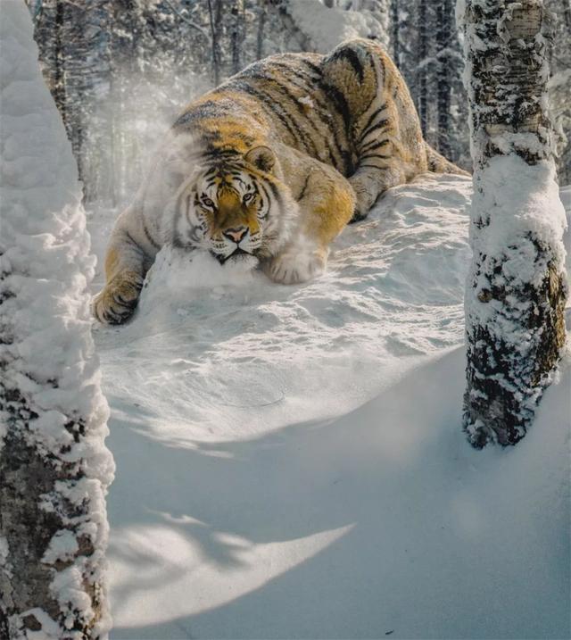 The Siberian tiger catches the ox, and the brown bear runs to grab the ...