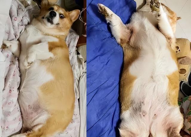 Corgi, who is fat like a pig, loses 3 kilograms by exercising every day ...