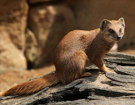 Species Encyclopedia: Yellow Meerkat - iNEWS