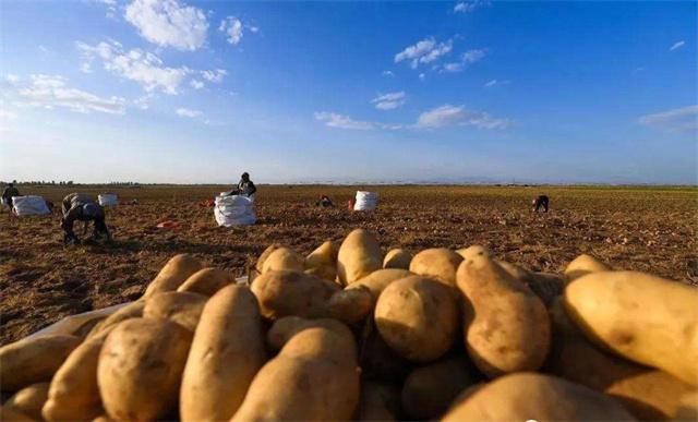 Six terriers in history!Siberia grows potatoes, Germany loses art ...