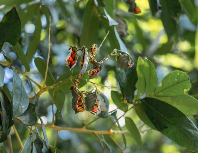 A common plant in the park, known as acacia beans, the whole plant is ...