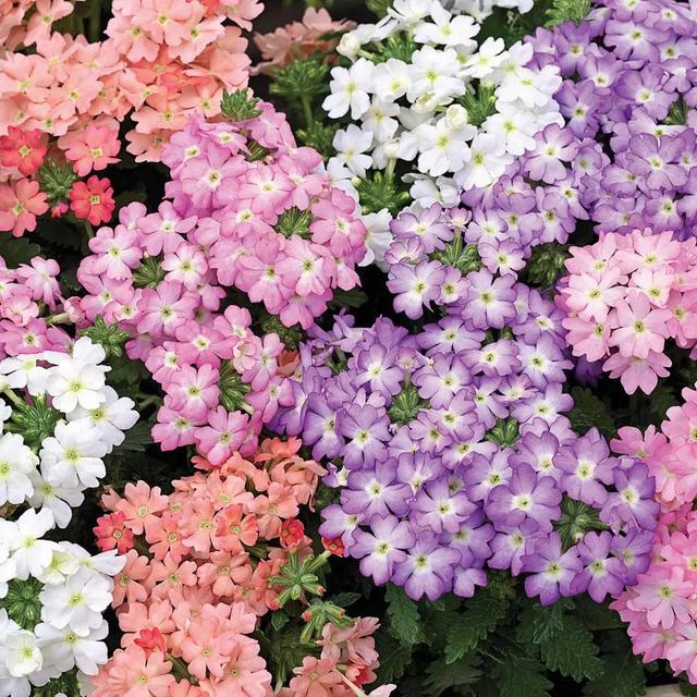 4 kinds of "spicy flowers", take cuttings quickly in July, take root ...