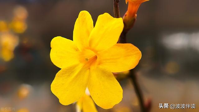 Original Seven Unique Poems: A Dream of Spring - iNEWS