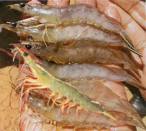 "Huyang Memory" No. 48: Purple Shrimp in Huyang - iNEWS