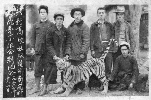 Hunan geek He Yewu: He killed 305 tigers in his life, but he refused to ...