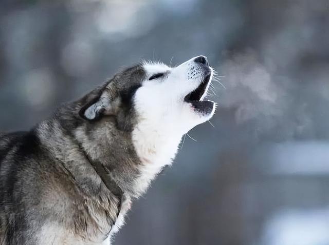Do you know the meaning of these 6 kinds of "barking" dogs? - iNEWS
