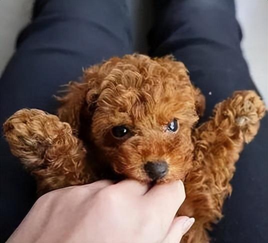 Teddy bites you, not hate you, but has these 7 meanings - iNEWS