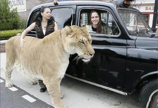 The woman spent nearly 3 million to buy a liger as a pet, and now it ...