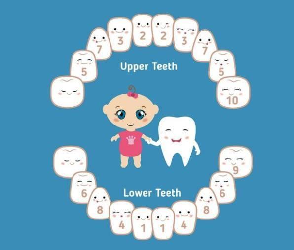 How many teeth do you have? - iNEWS