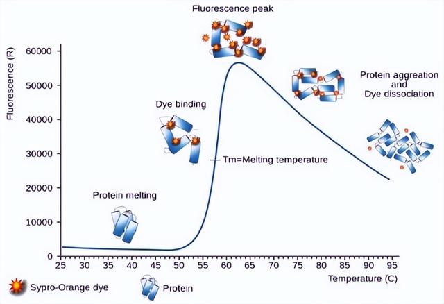 Understanding Differential Scanning Fluorescence (DSF) - iNEWS