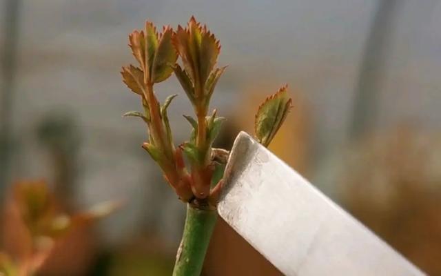 What is the bud of Chinese rose? - iNEWS