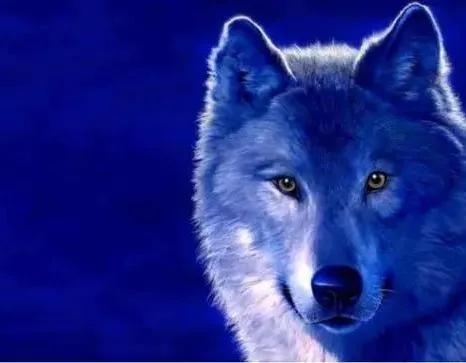 The most powerful wolf in the world - iNEWS