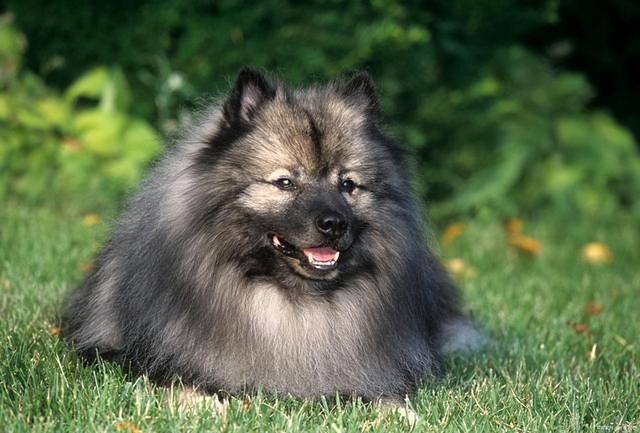 6 kinds of "beautiful" but "unpopular" dogs, the average person has ...