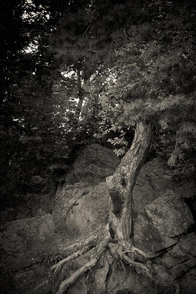 'Ghost' trees do not photosynthesize - iNEWS