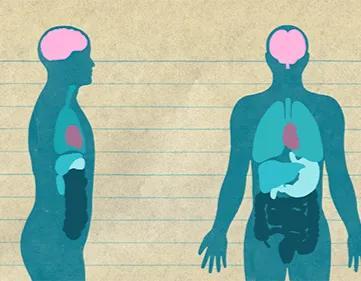 When people get old, their organs will "shrink", accept this "human ...