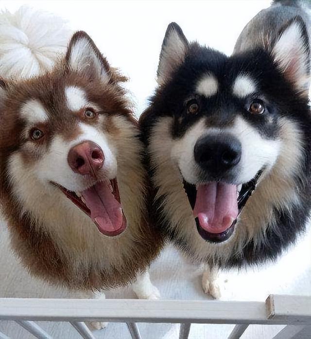 What are the pros and cons of an Alaskan dog?Are you still considering ...