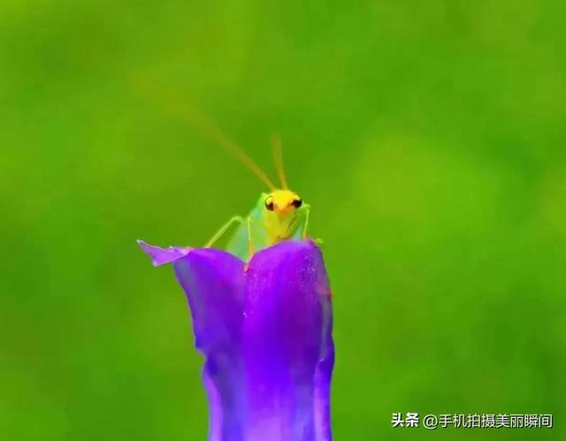 Mobile Photography: Macro Shooting Insects - iNEWS