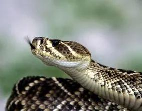 How do snakes hiss if they don't have incisors? - iNEWS