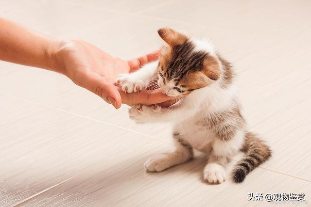 When interacting with cats, cats sometimes push people with their paws ...