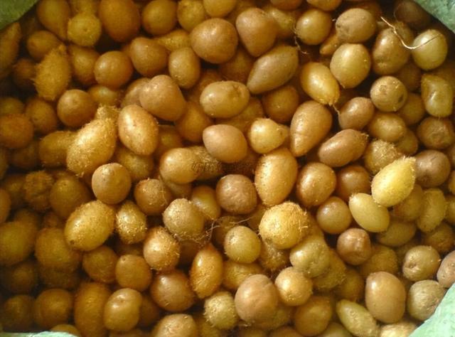 Commonly known as "Phoenix Egg", it is the underground rhizome of the ...