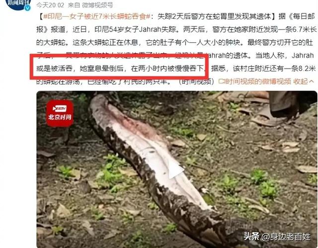 Reproduction of python cannibalism incident: 6.7-meter python swallows ...