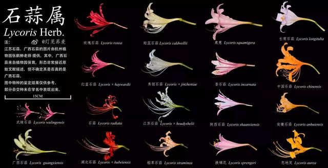 Beautiful and precious domestic Lycoris plants (picture and text from ...