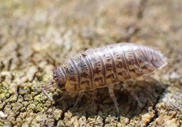 How to get rid of meat worms completely - iNEWS