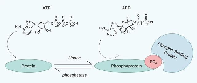 Protein kinases/phosphatases regulate signaling pathways, cellular ...