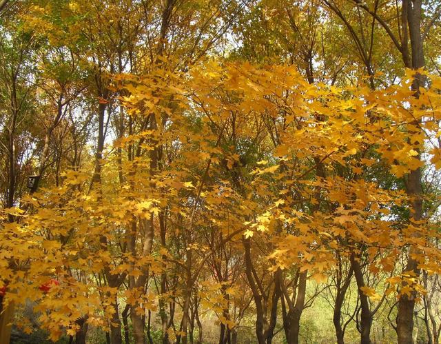 Visit Beigong Forest Park and enjoy the beautiful scenery of Beijing in ...