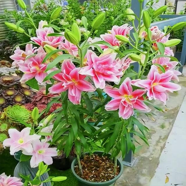 Plant a pot of "lilies" on the balcony in autumn. The flowers are large ...