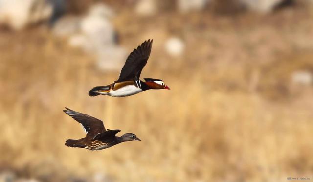 (Original) Seven Absolutes, Envy Birds - iNEWS