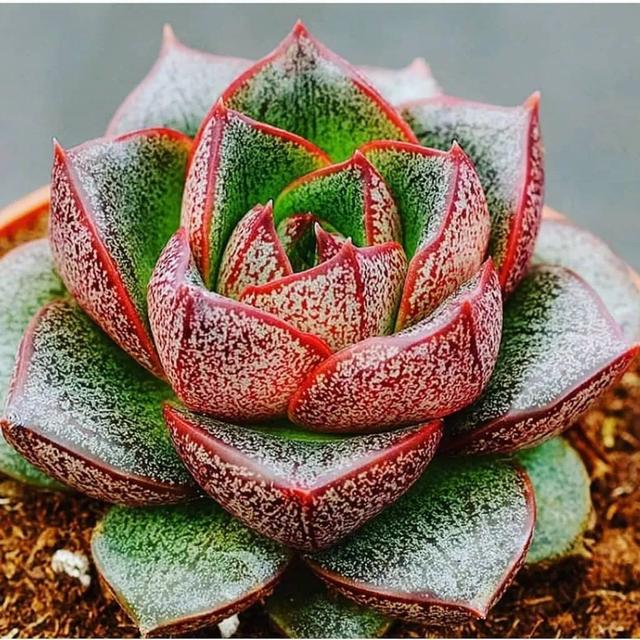 Do these points in the maintenance of potted succulents in order to ...