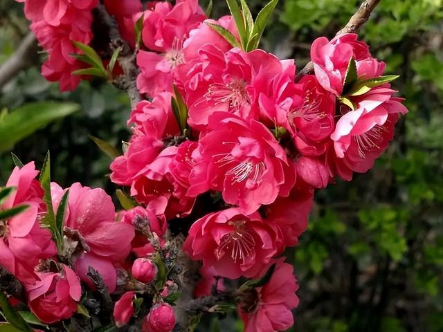 7 kinds of beautiful flowers, fast cutting in spring, rooting in 7 days ...