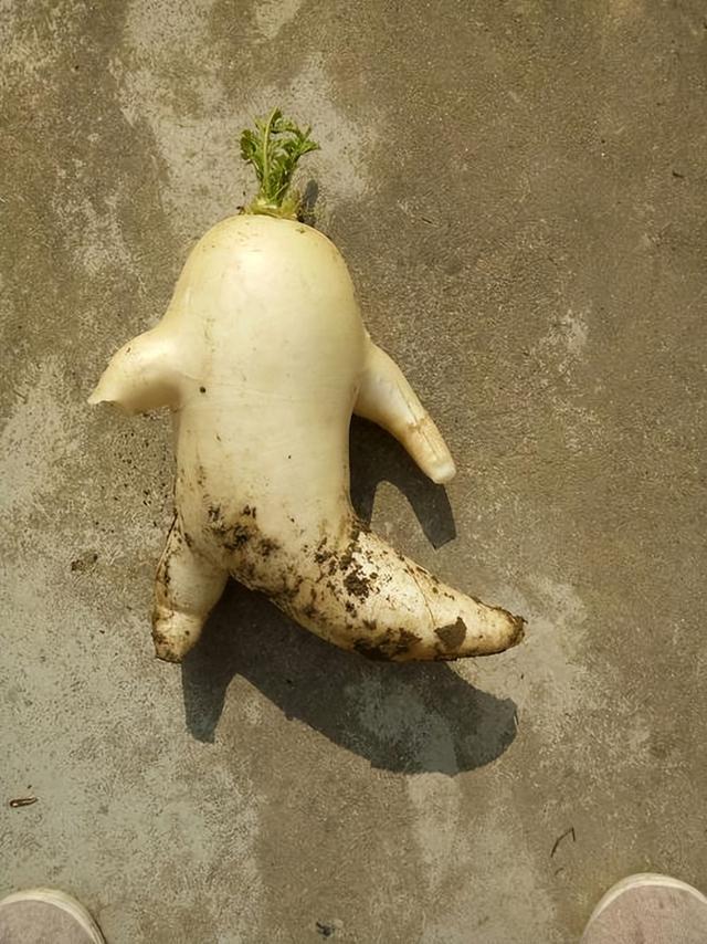 The 98-year-old grandma often eats radish like this. Her legs and feet ...