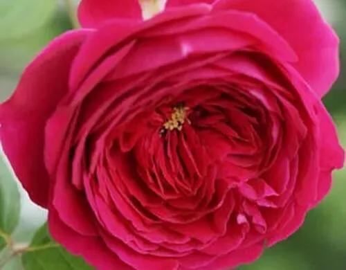 Beautiful Double Ballet Rose - iNEWS