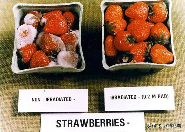 Do you dare to eat food that has been exposed to radioactive rays? - iNEWS