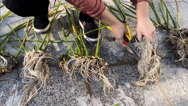 How to raise water calamus?Cultivation methods and precautions of ...