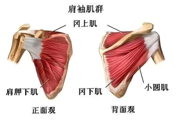 Sudden twitching of limbs, limb movement disorders, more and more ...