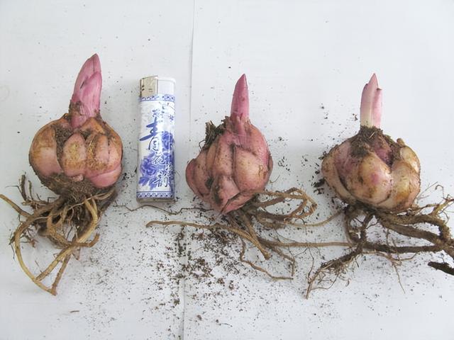 There is one kind of lazy flower that is notorious for "not dying", and ...