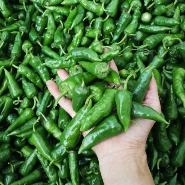 The world's most expensive chili, the top king in chili fried meat - iNEWS