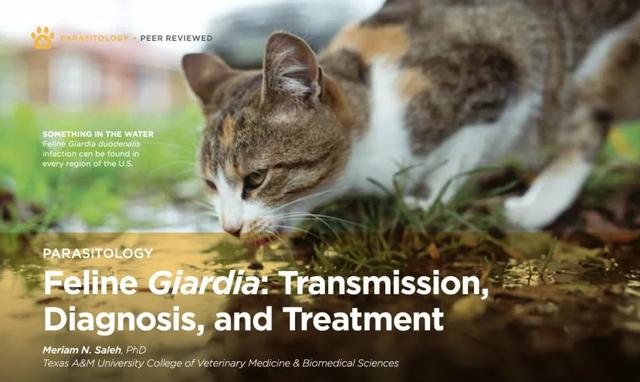 Giardia feline: Transmission, diagnosis and treatment - iNEWS