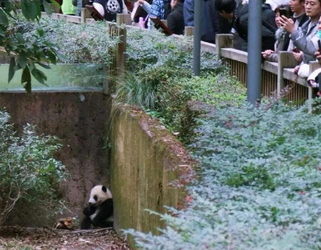 The panda Fu Wan was neglected because of her birth disability. She was ...