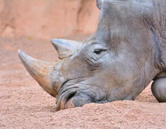 grey rhino - iNEWS