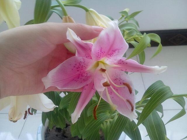 The 4 kinds of flowers that are gradually being phased out, but many ...